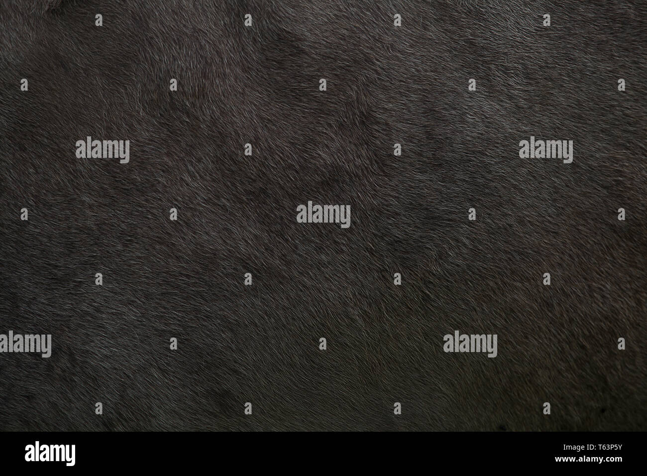 Animal skin rug hi-res stock photography and images - Alamy