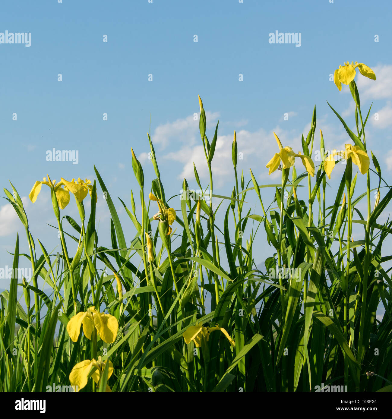 Close up view of beautiful yellow wild iris flower. Iris ‘Pseudacornus ...