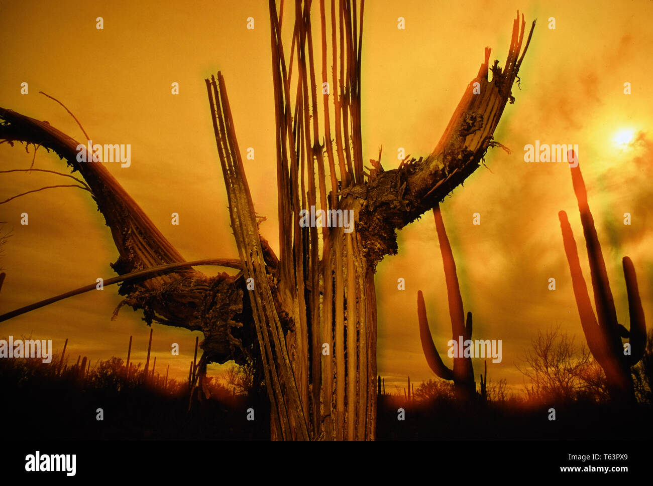 Saguaro collapse hi-res stock photography and images - Alamy