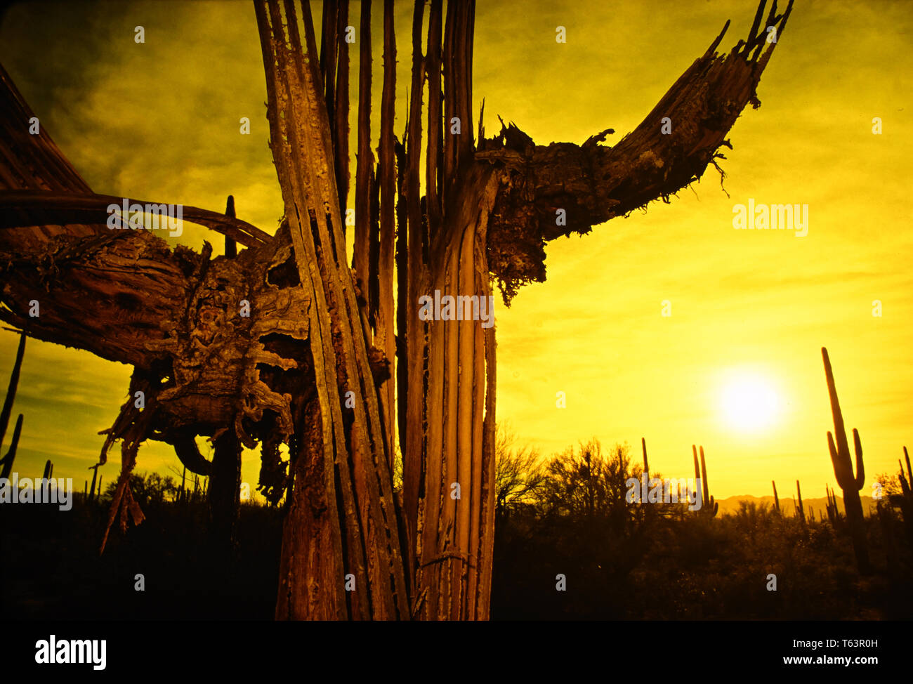Saguaro cactus death Stock Photo - Alamy