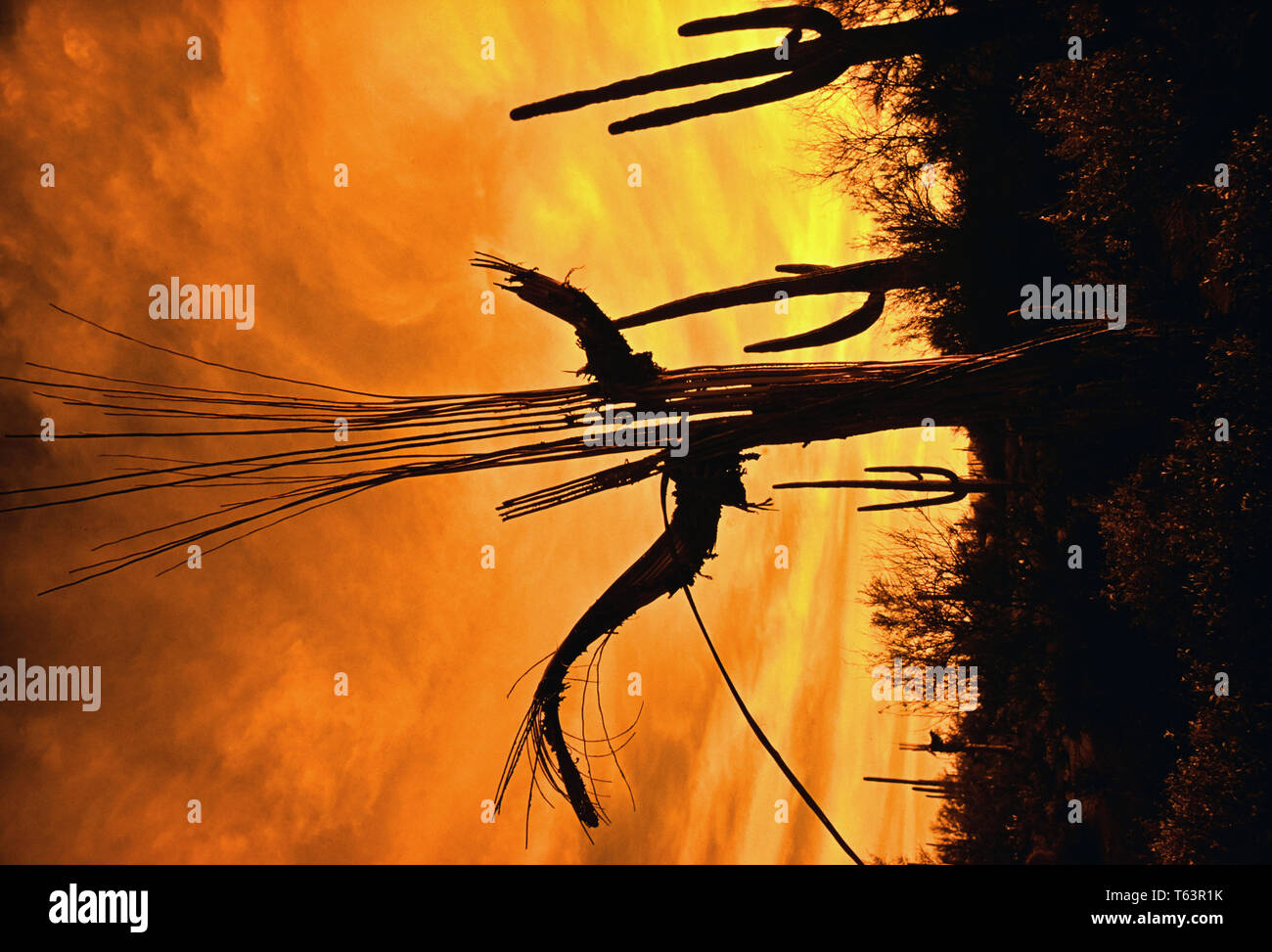 Sad cactus hi-res stock photography and images - Alamy