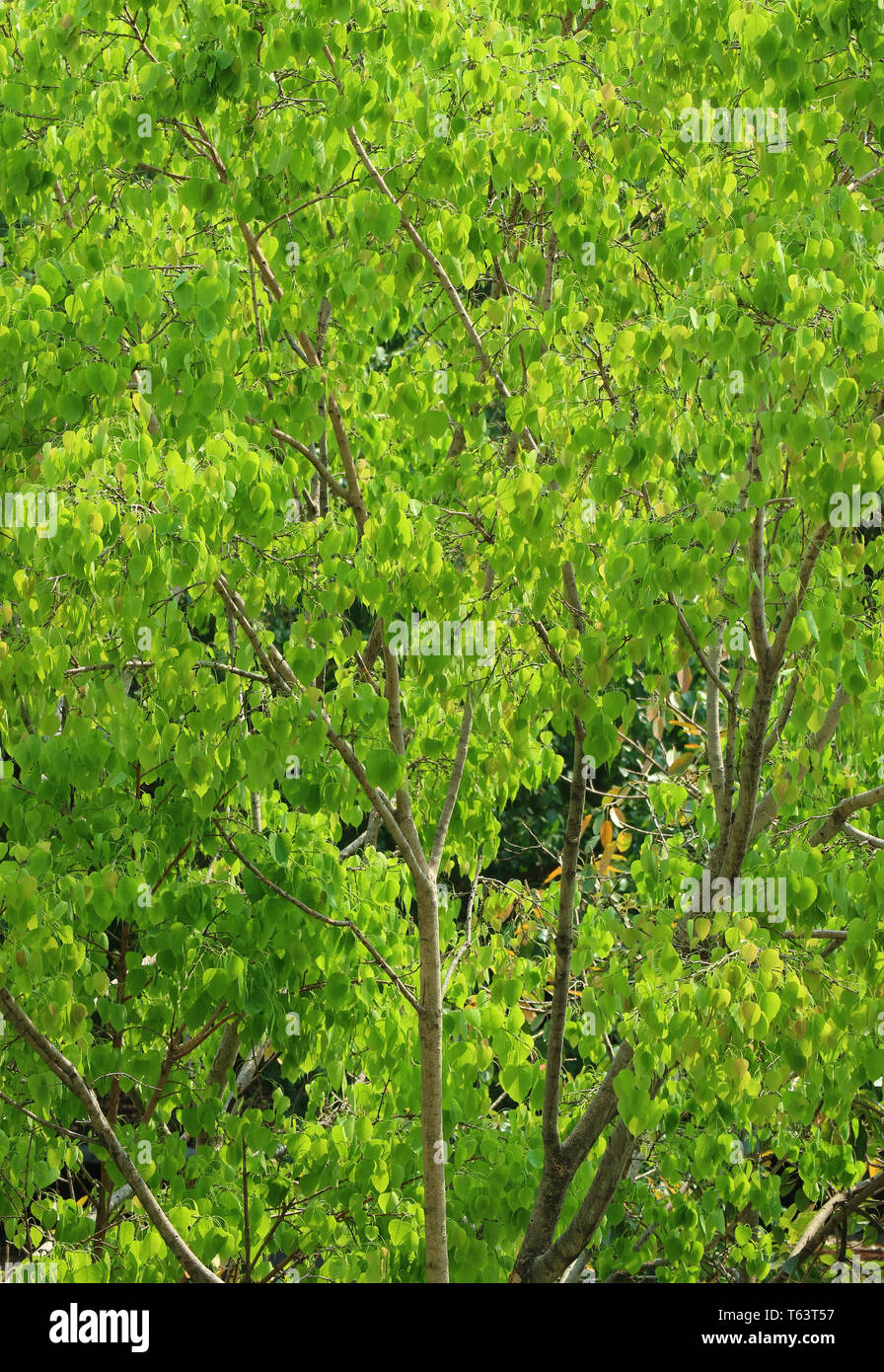 vertical image of vibrant green young leaves of the big Bodhi Tree ...