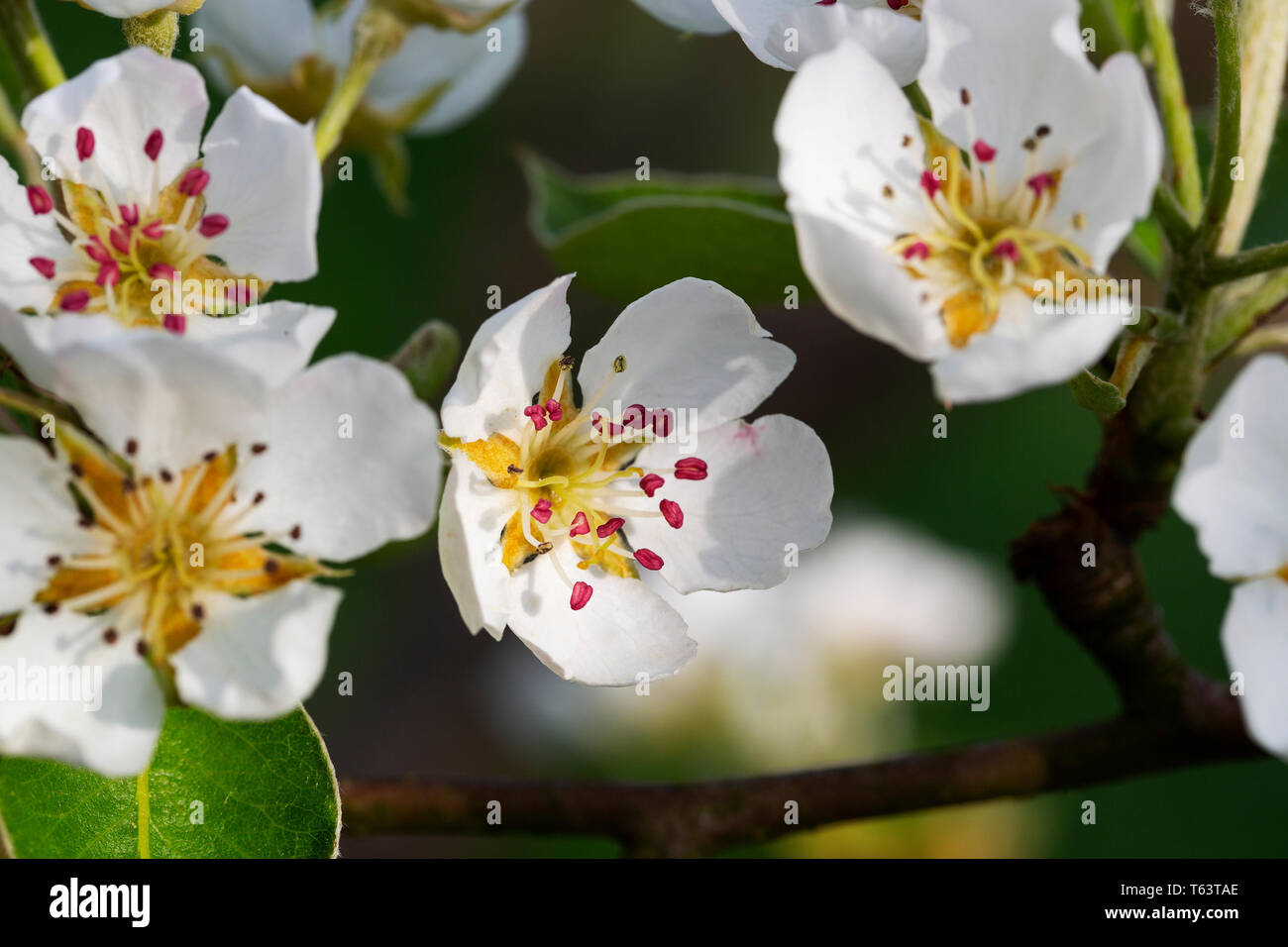 Blossom pear tree hi-res stock photography and images - Alamy