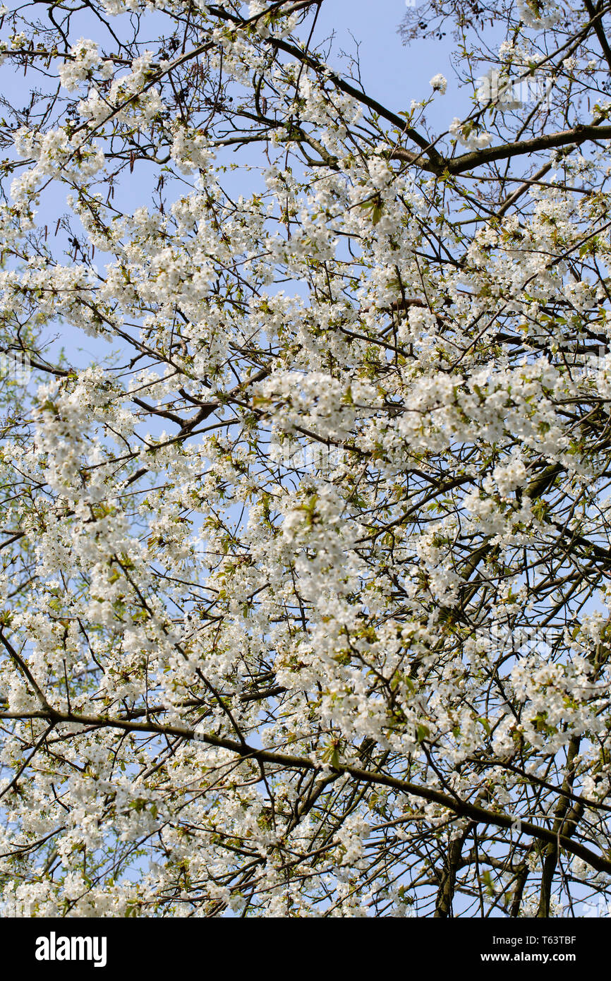 Prunus sp hi-res stock photography and images - Alamy