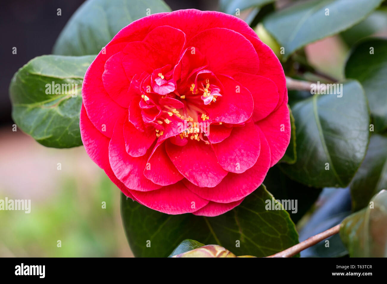 Flower of Common Camellia shrub (Camellia japonica); close-up Stock ...