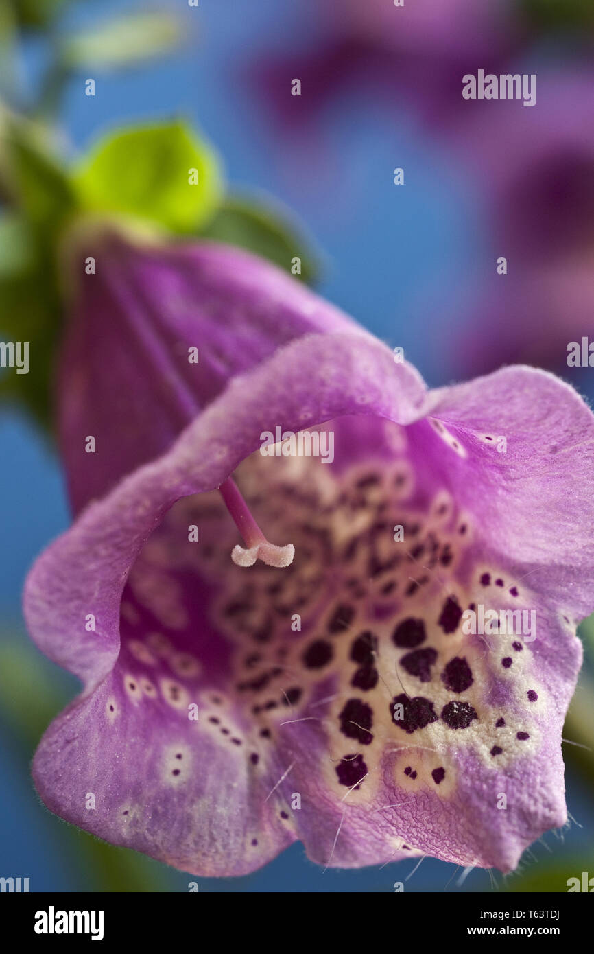 Red Foxgloves, Digitalis purpurea Stock Photo - Alamy