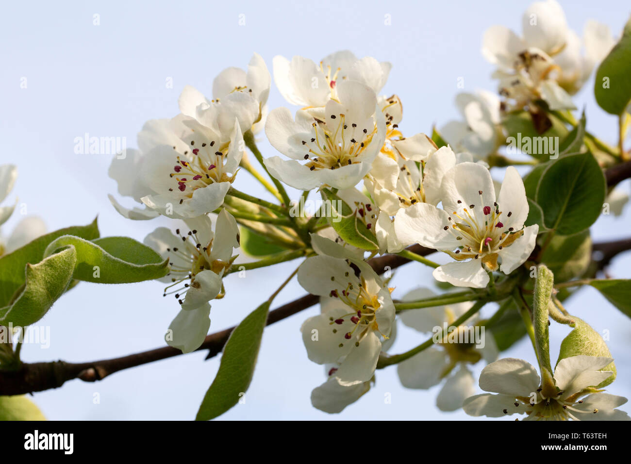 Blossom of pear tree (Pyrus sp.) on blue sky Stock Photo - Alamy