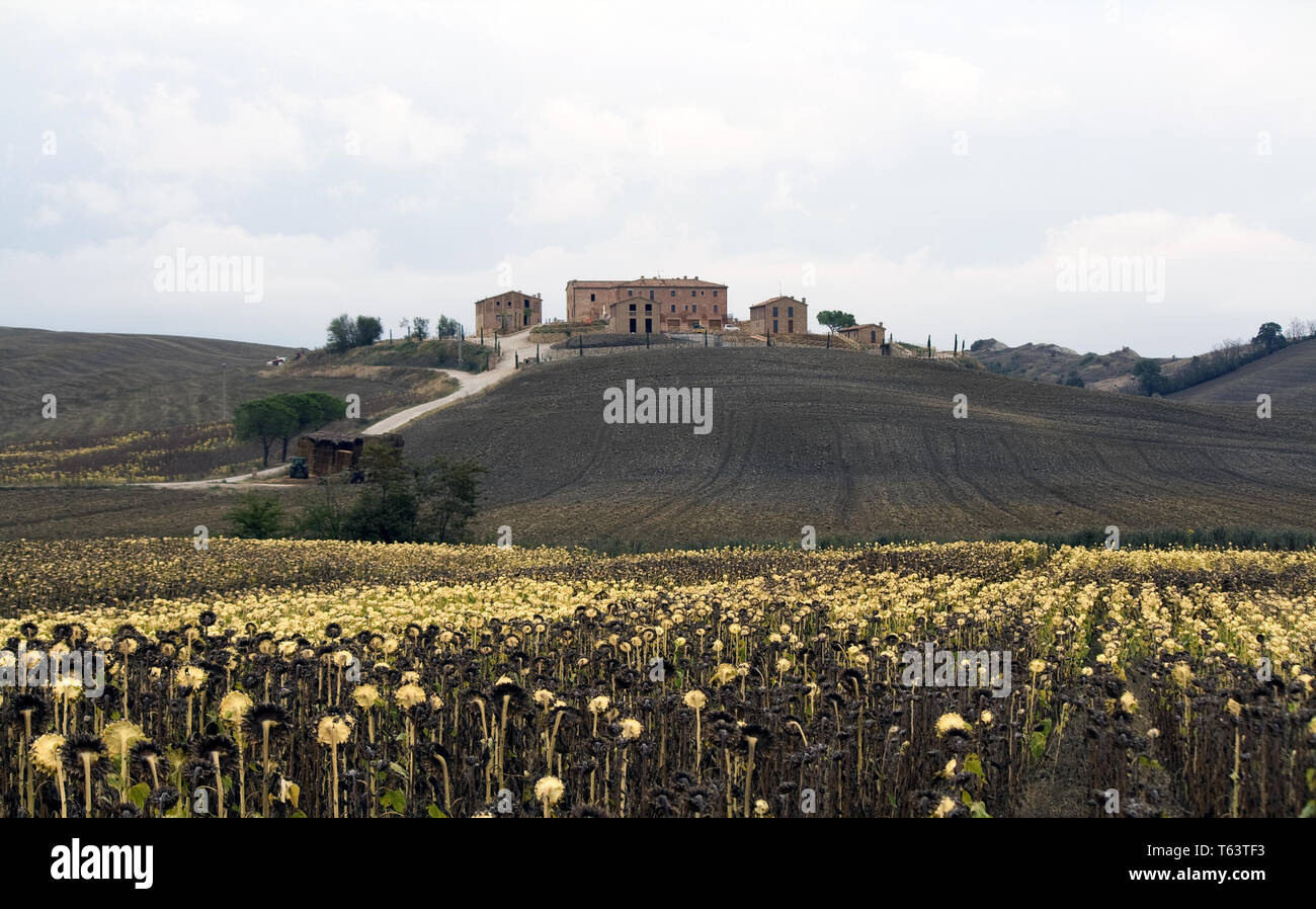 Tuscan landscape sunflowers hi-res stock photography and images - Alamy