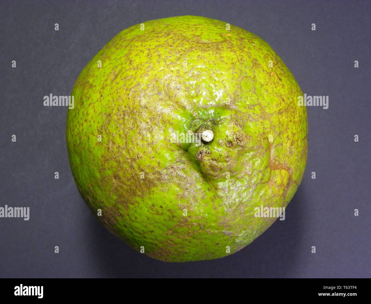 Ugli fruit hi-res stock photography and images - Alamy