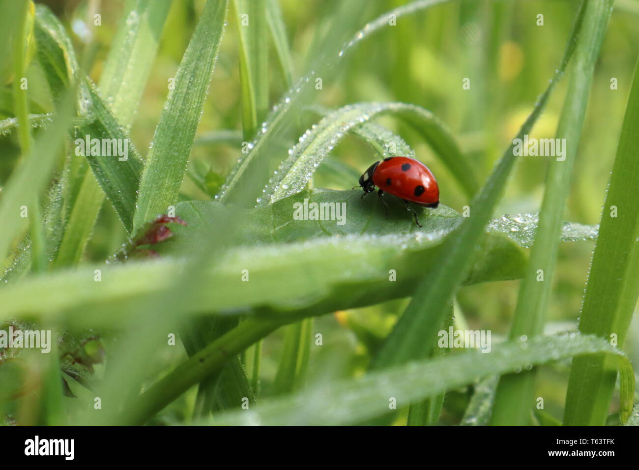 Ladybug in the grass Stock Photo - Alamy