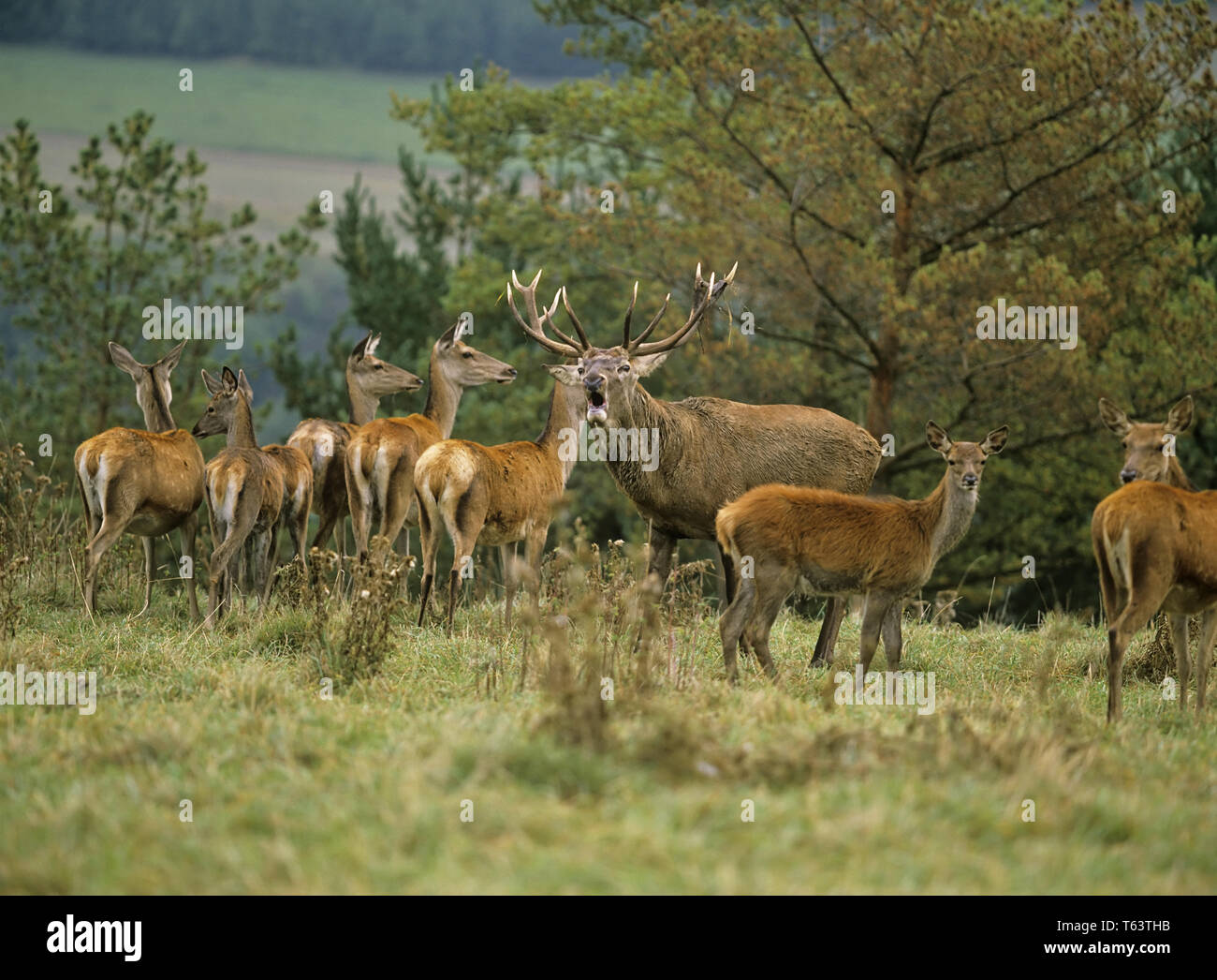 Rothirsch rudel hi-res stock photography and images - Alamy