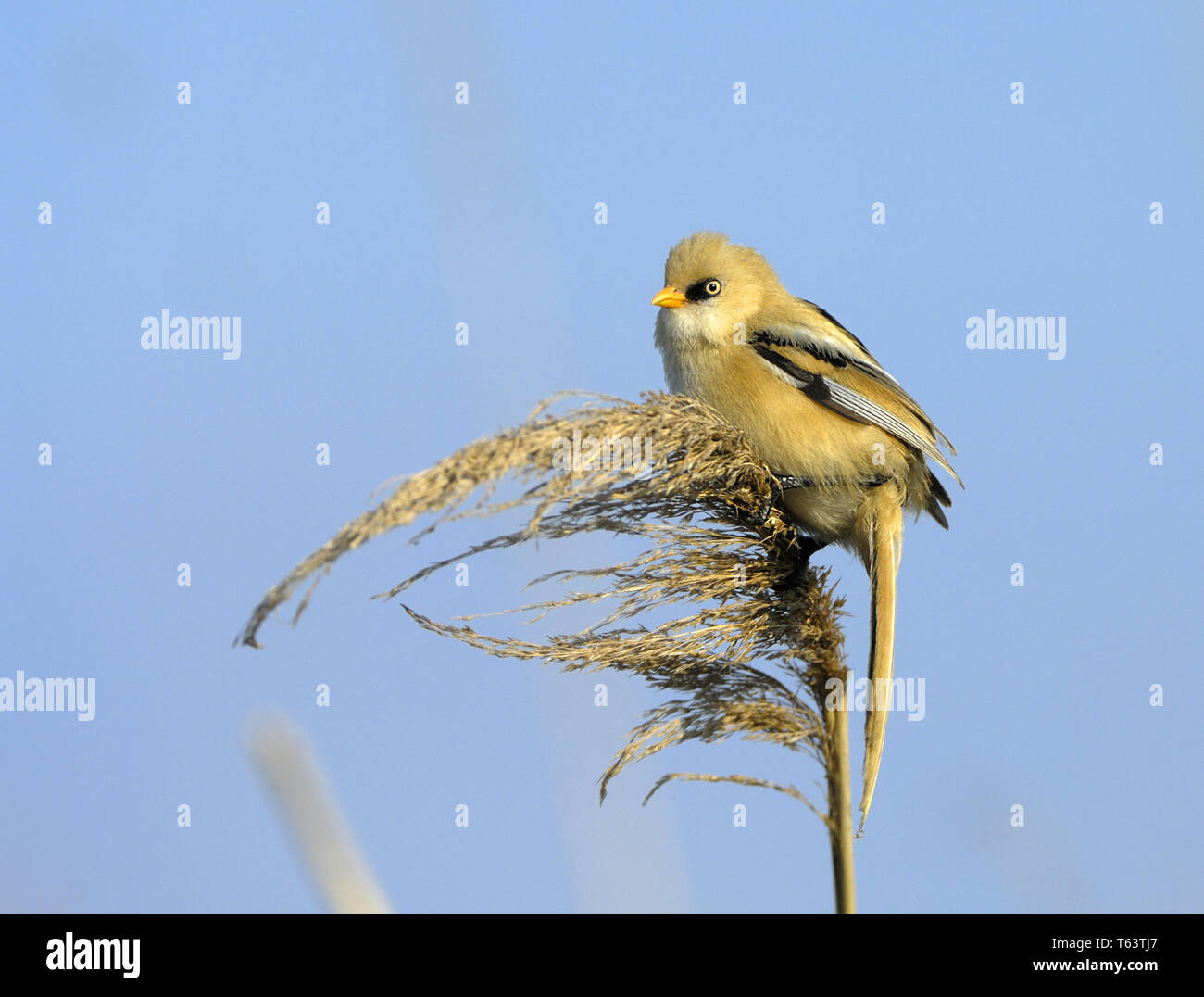 Bearded Reedling, Panurus biarmicus Stock Photo - Alamy