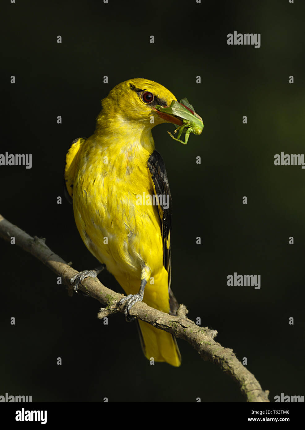 Eurasian golden oriole, Oriolus oriolus Stock Photo - Alamy