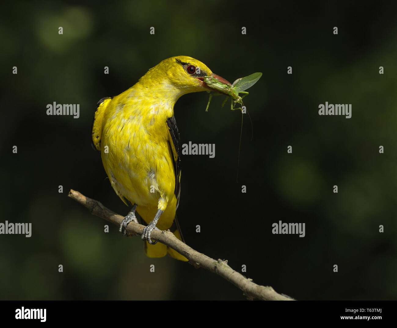 Golden oriole bird hi-res stock photography and images - Alamy