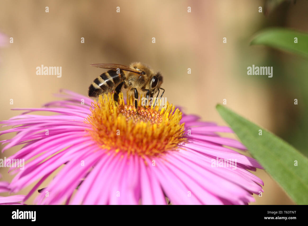 Floral apis hi-res stock photography and images - Alamy