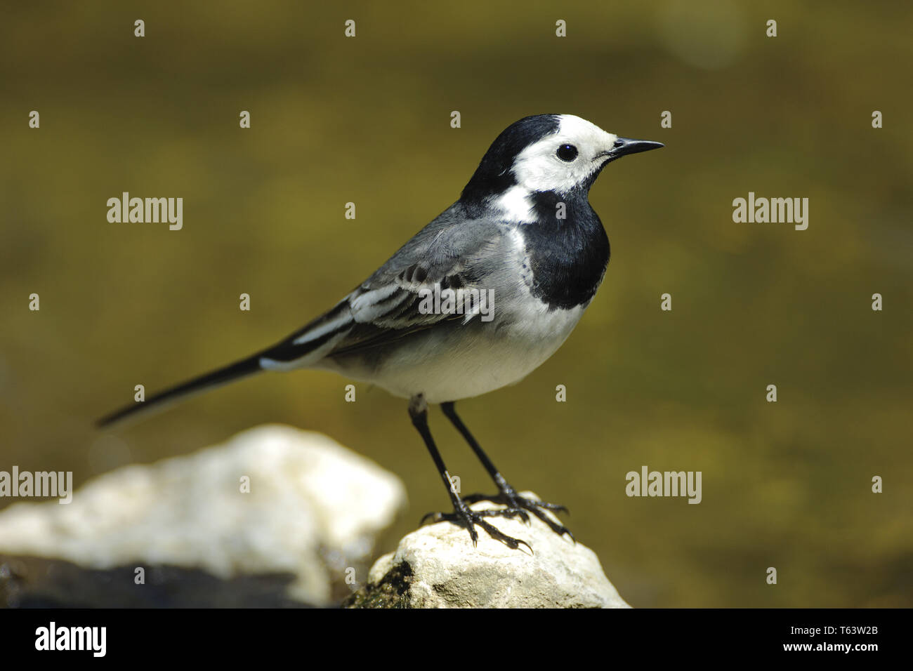 White Wagtail, Motacilla alba, Northern Germany Stock Photo - Alamy