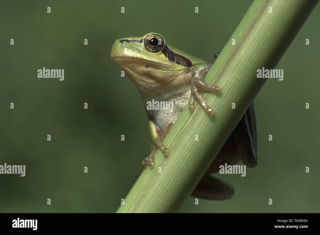 Stripeless tree frog hi-res stock photography and images - Alamy