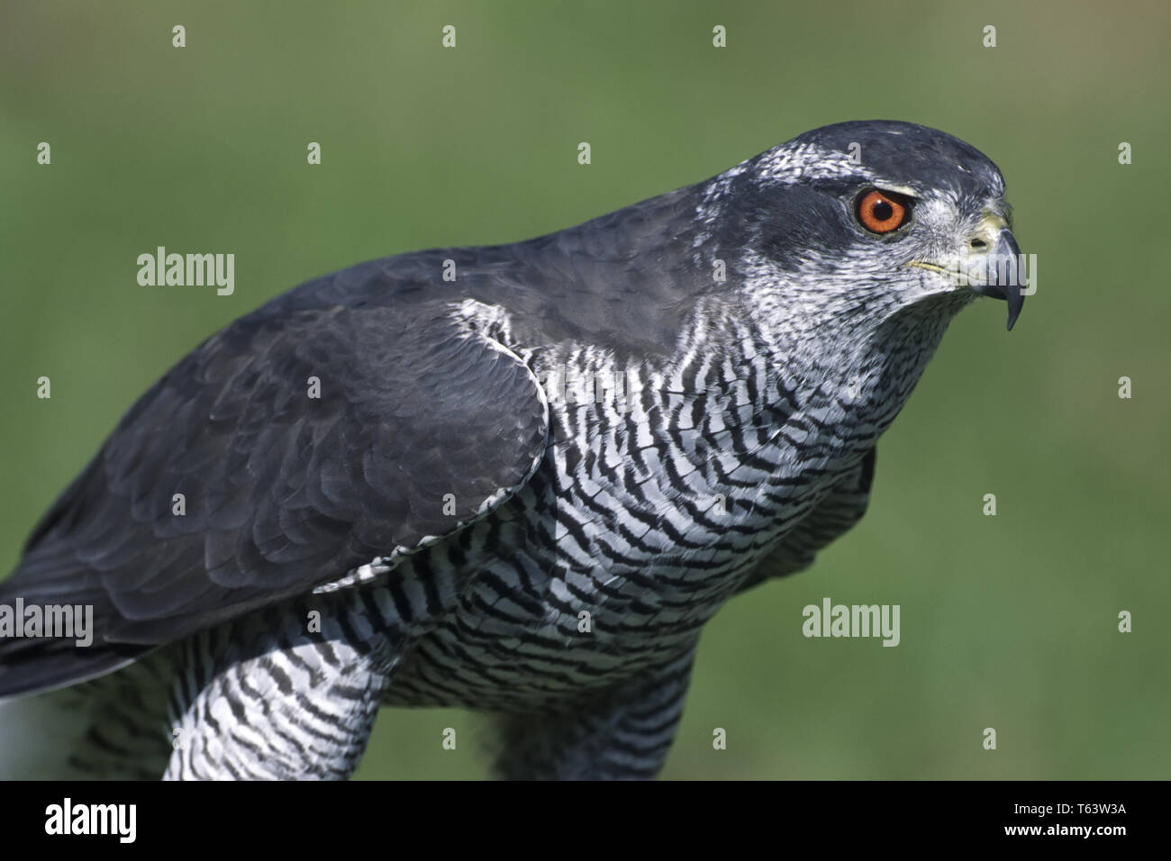 European sparrow hawk accipiter hi-res stock photography and images - Alamy