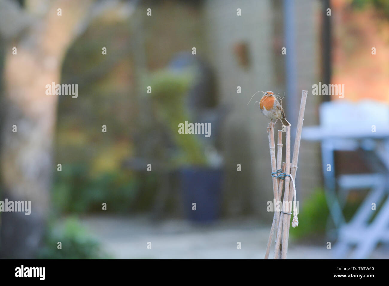 Collecting Twigs For Nest High Resolution Stock Photography and Images ...