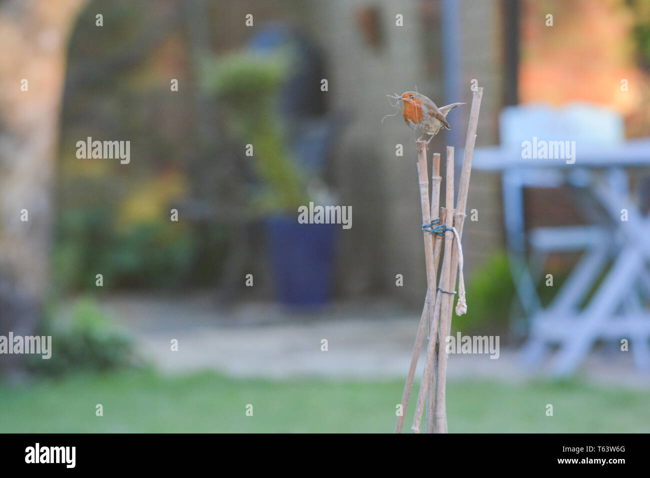 Collecting twigs for nest hi-res stock photography and images - Alamy