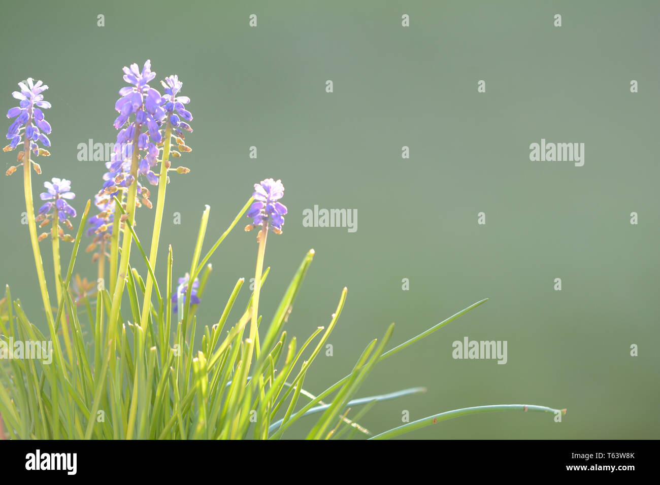 Bluebells growing over green grass background Stock Photo - Alamy