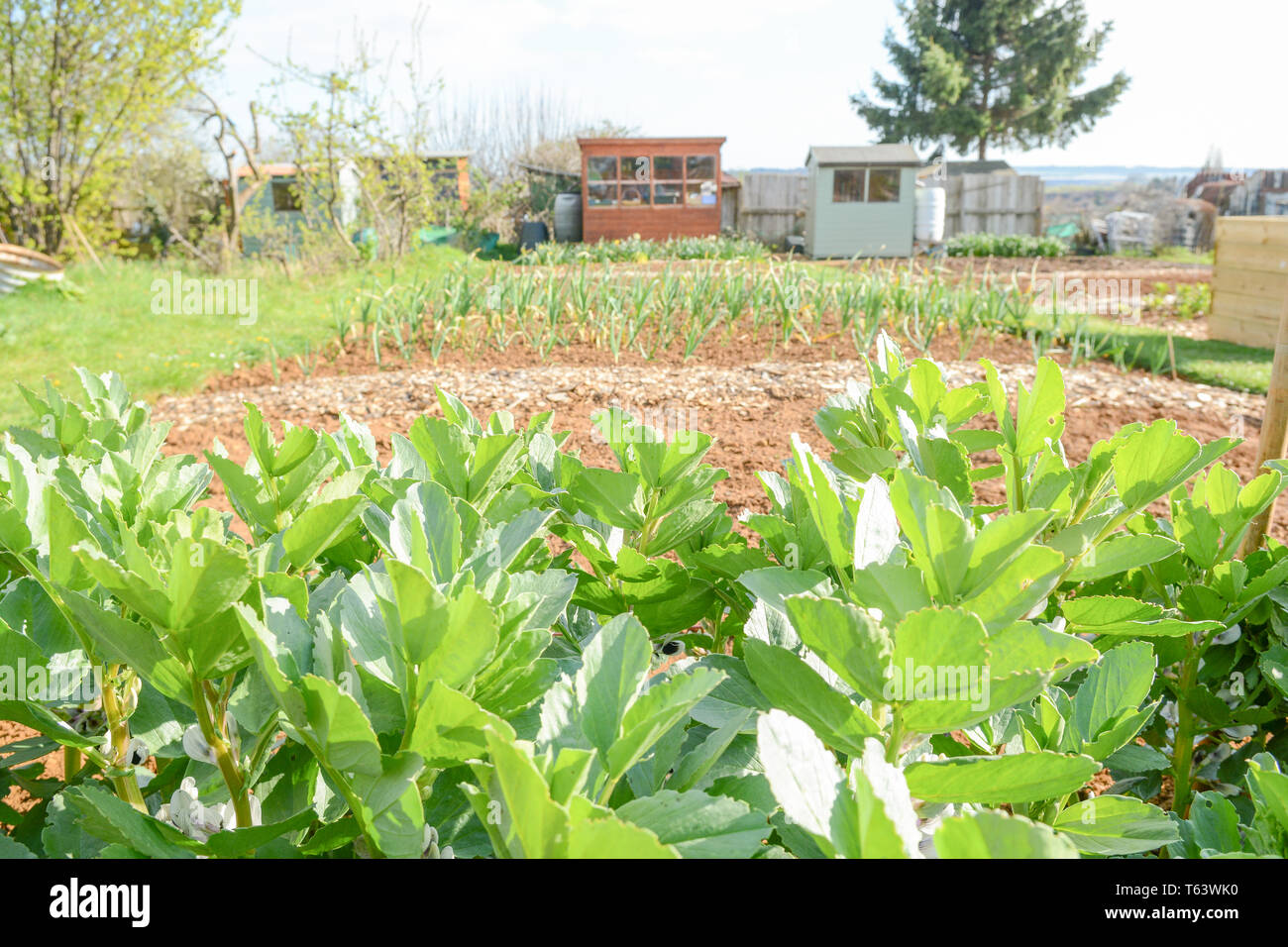 Vegetable plot in a community garden Stock Photo - Alamy