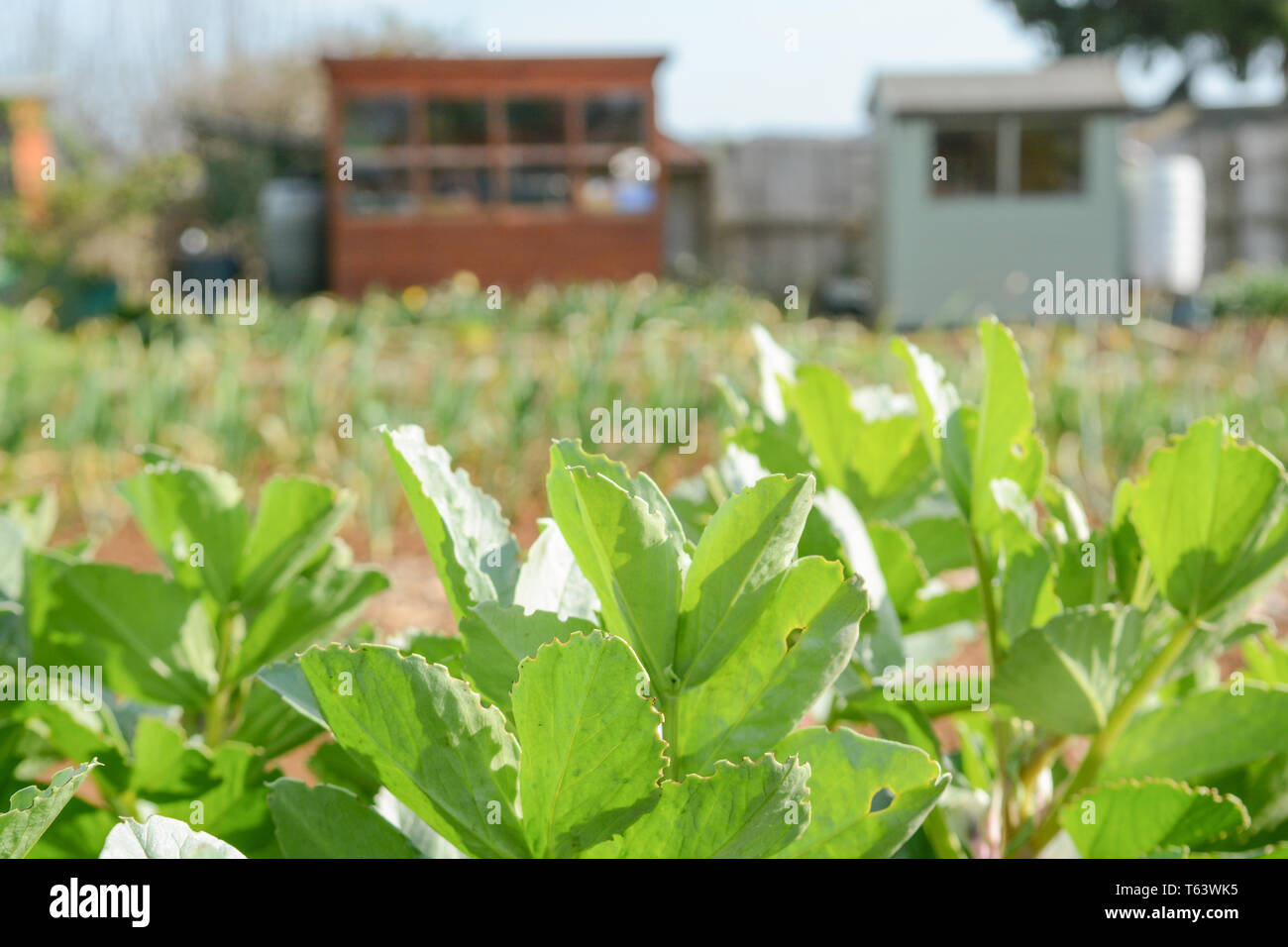 Vegetable plot in a community garden Stock Photo - Alamy