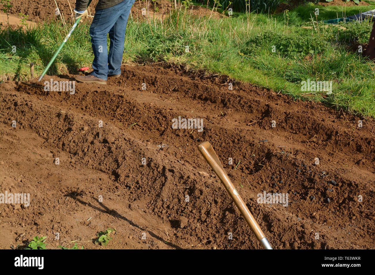 Man outside planting vegetables in the soil Stock Photo - Alamy