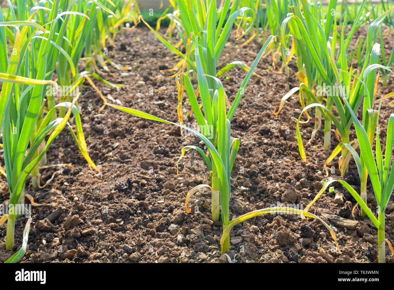 Vegetable crop growing in rows outside Stock Photo - Alamy