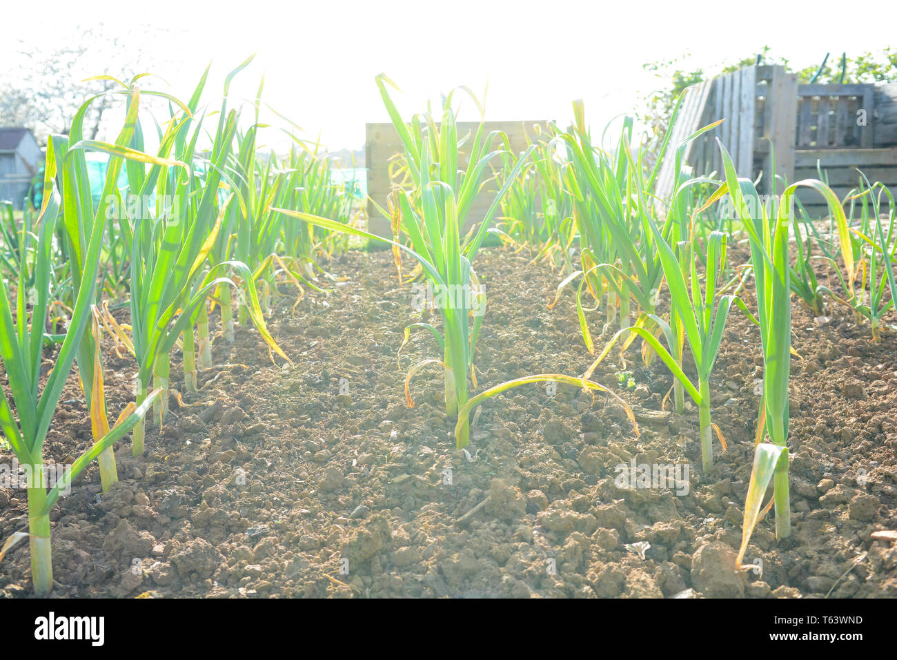 Vegetable crop growing in rows outside Stock Photo - Alamy