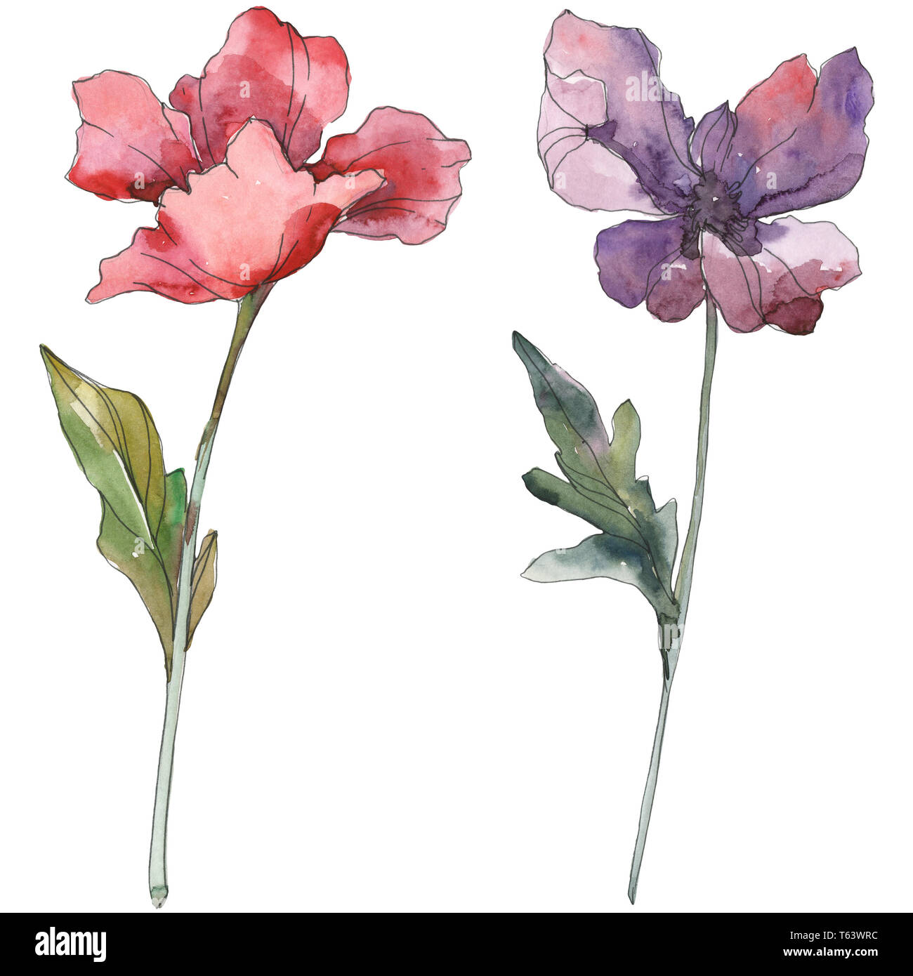 Purple Poppy Painting