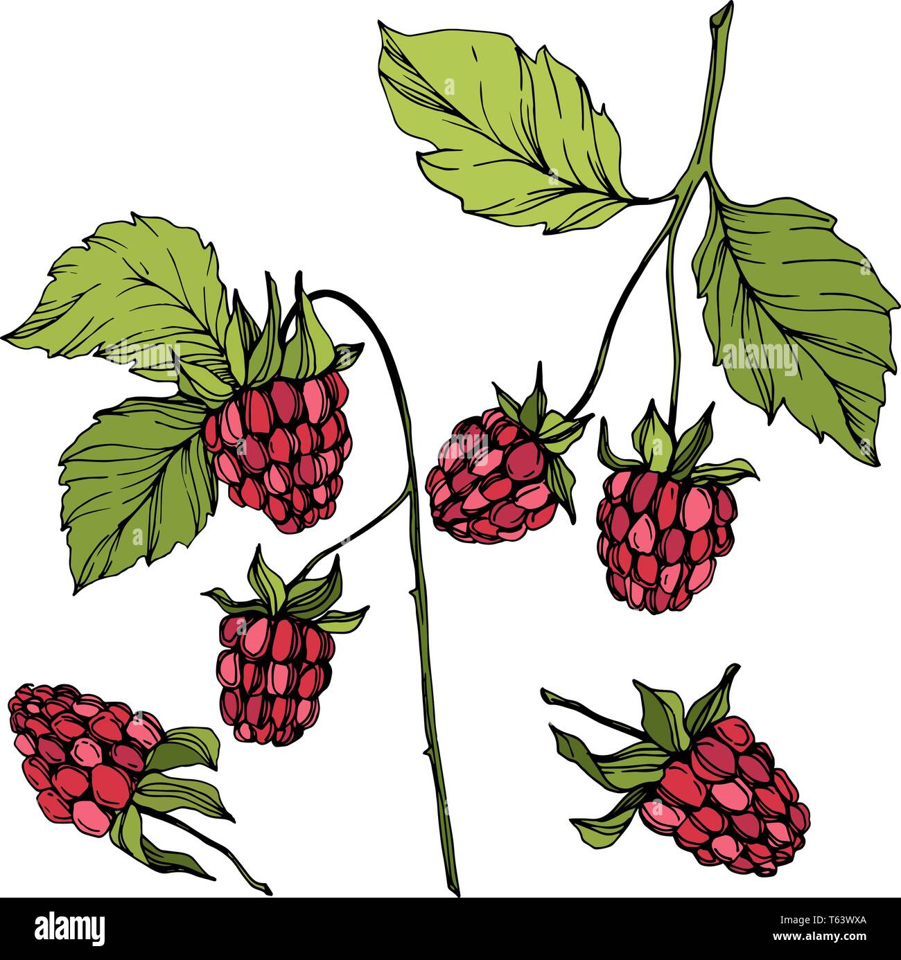 Vector Raspberry healthy food isolated. Red and green engraved ink art ...