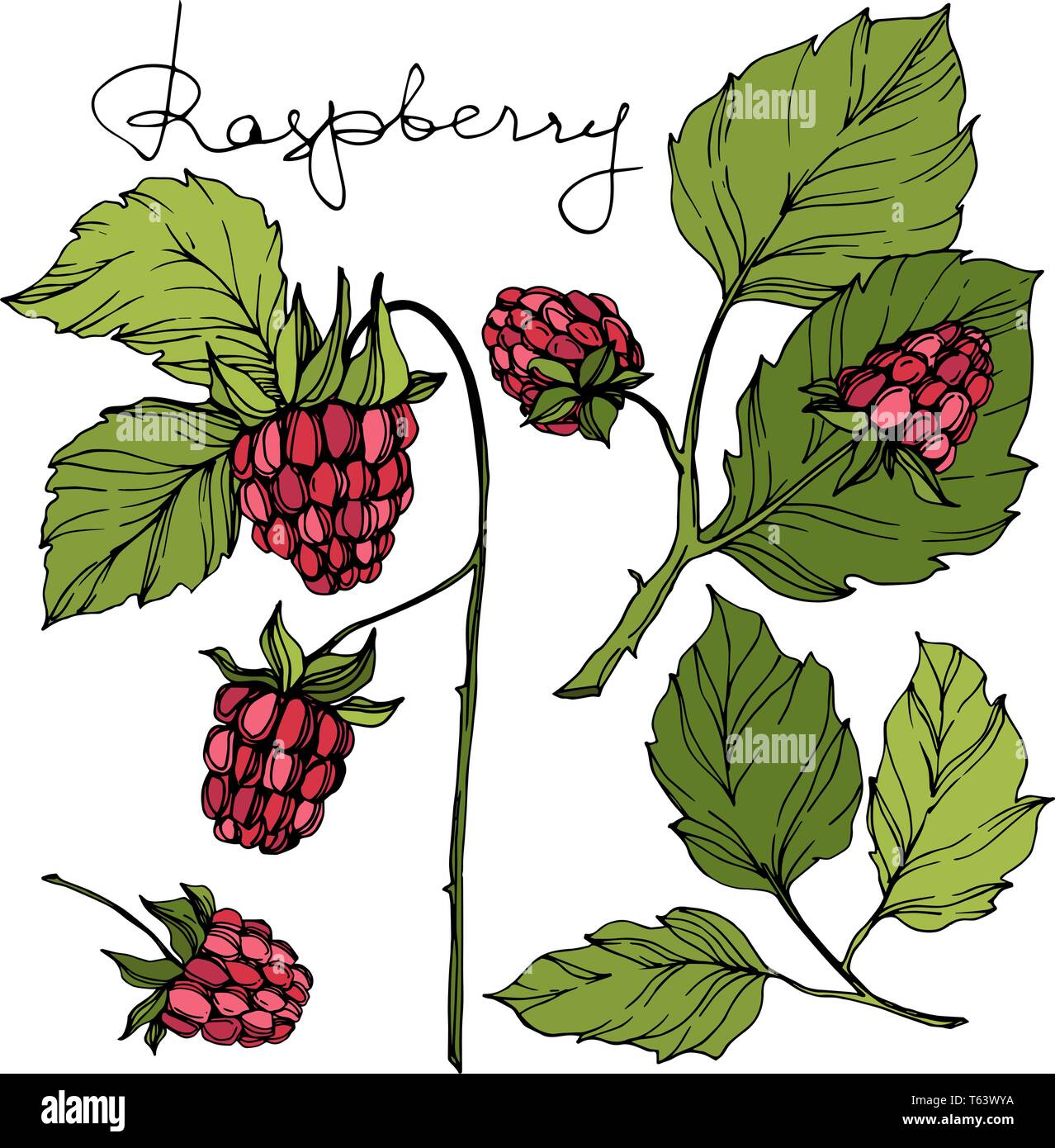 Vector Raspberry healthy food isolated. Red and green engraved ink art ...