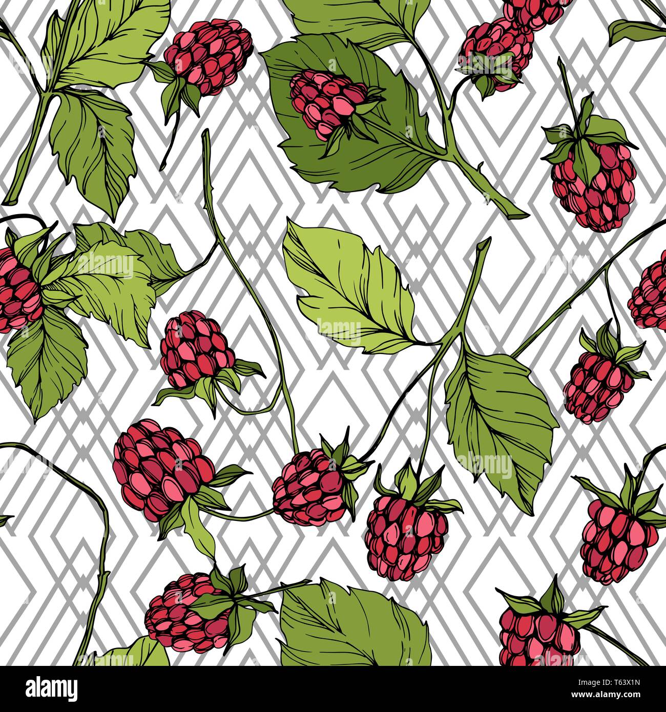 Vector Raspberry healthy food isolated. Red and green engraved ink art ...