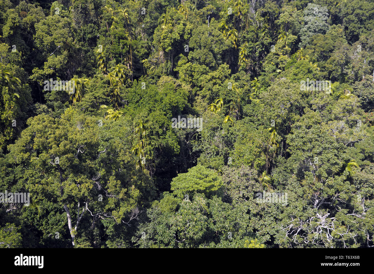 Rainforest in Northern Queensland, Australia Stock Photo - Alamy