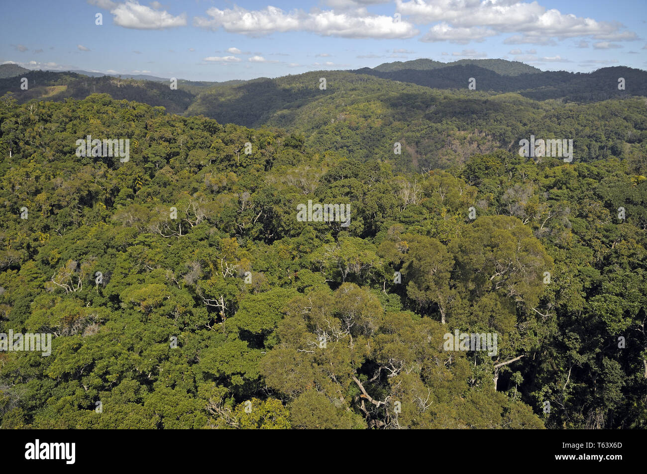 Rainforest in Northern Queensland, Australia Stock Photo - Alamy