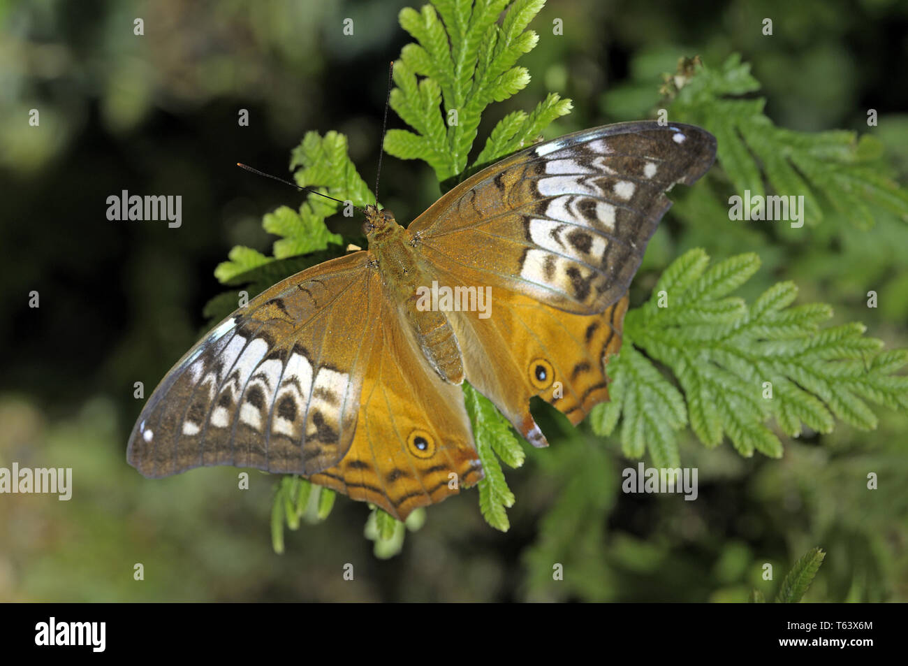 Vindula hi-res stock photography and images - Alamy