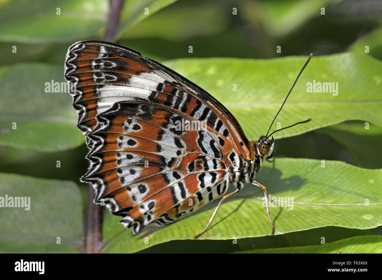 Vindula hi-res stock photography and images - Alamy