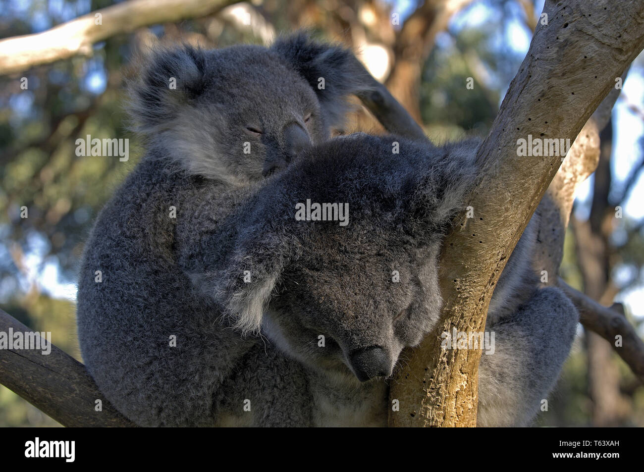 Koala Bear, Queensland, Australia Stock Photo - Alamy