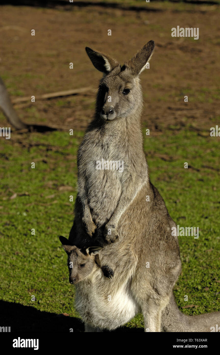 eastern grey kangaroo (Macropus giganteus Stock Photo - Alamy