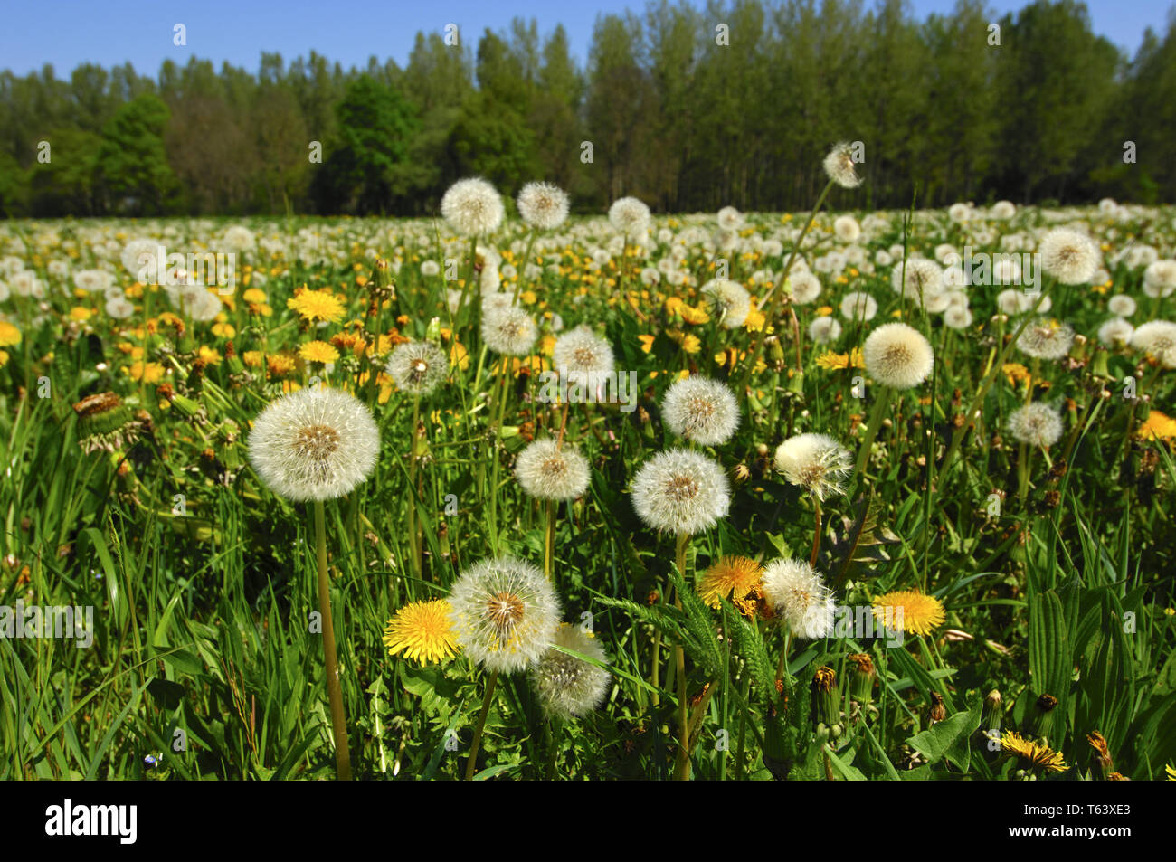 Dandelion, Taraxacum officinale, Germany, Europe Stock Photo - Alamy