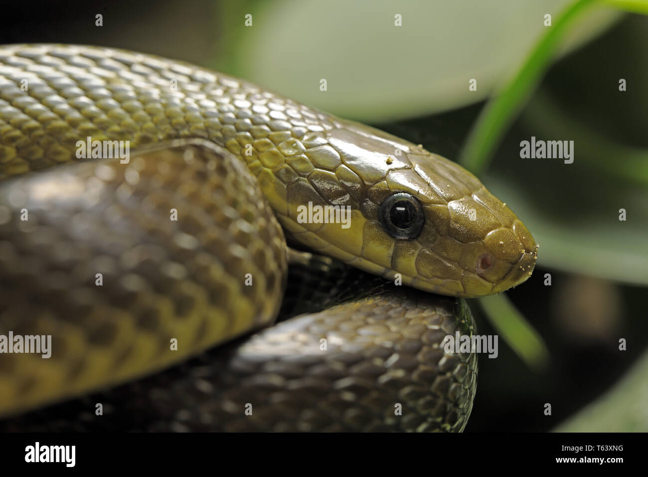 Aesculap Rat Snake, Zamensis longissimus, Elaphe longissima, Europe ...