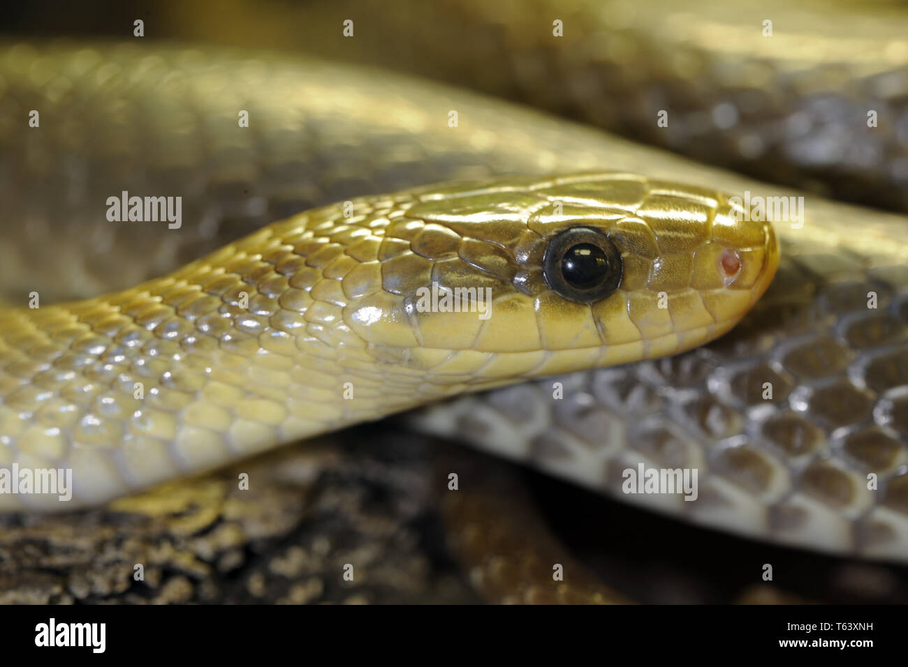 Aesculap Rat Snake, Zamensis longissimus, Elaphe longissima, Europe ...