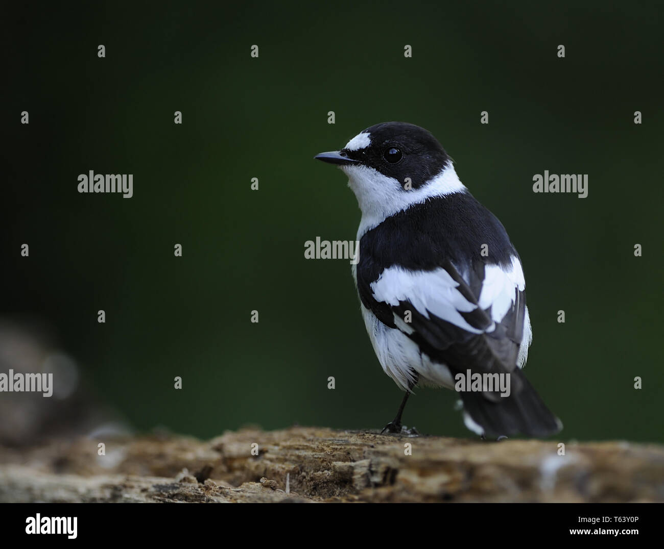 Collared flycatcher hi-res stock photography and images - Alamy