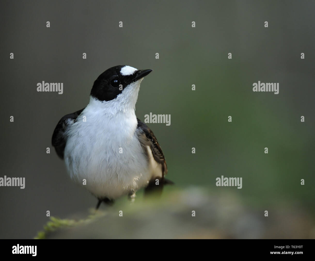 collared flycatcher [Ficedula albicollis] Stock Photo - Alamy