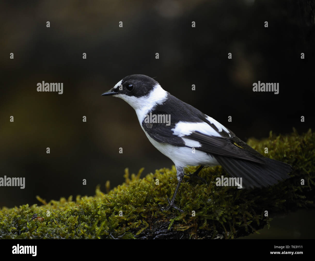 collared flycatcher [Ficedula albicollis] Stock Photo - Alamy