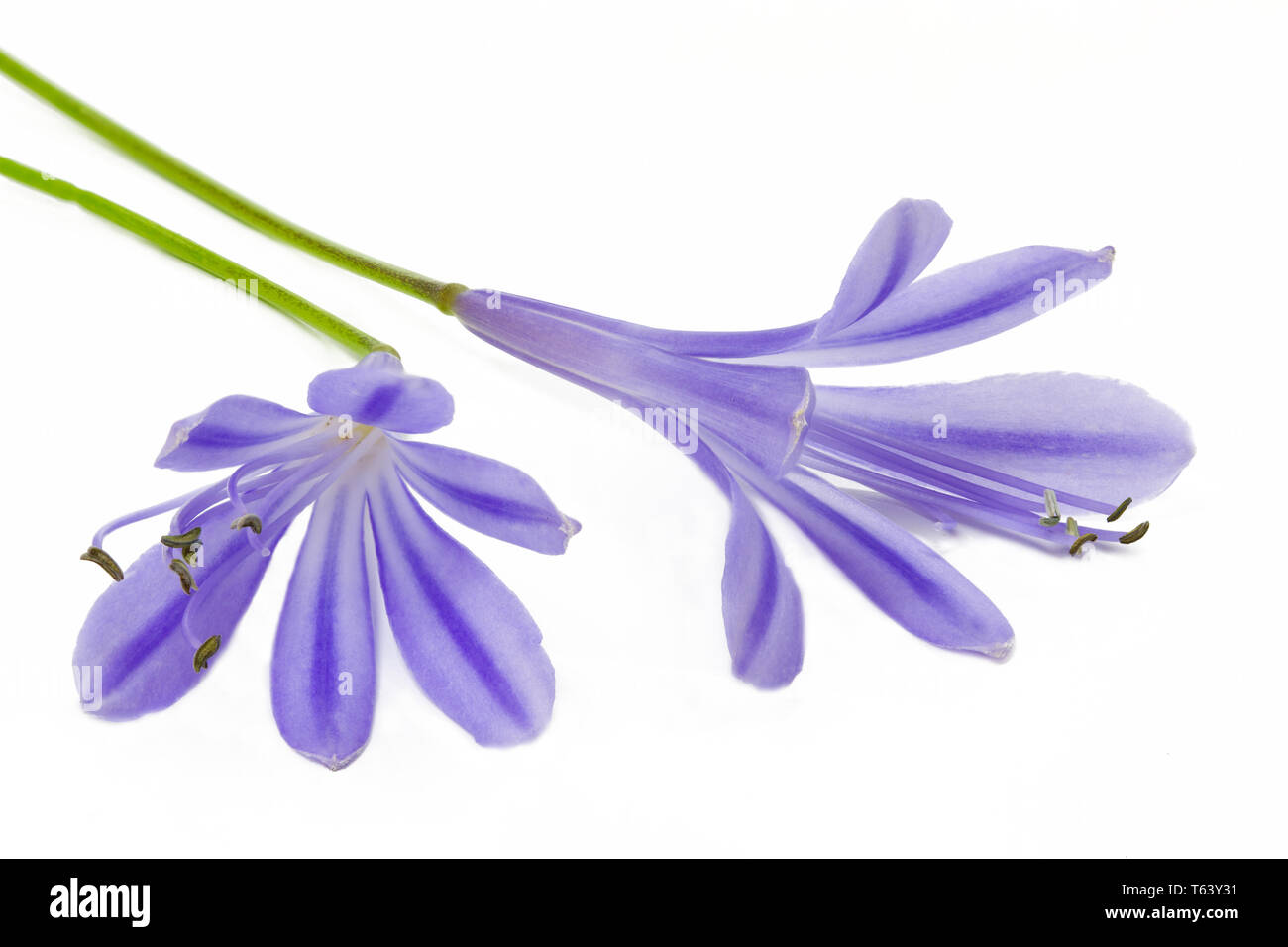 blue agapanthus, Agapanthus africanus Stock Photo - Alamy