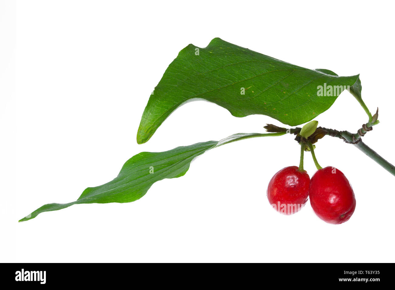 sorbet, cornus mas, cornelian cherry, cornel cherry Stock Photo - Alamy