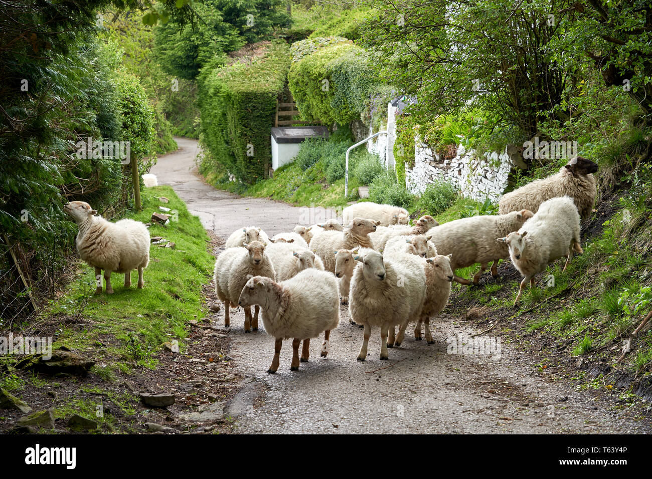 Sheep grazing on The Garth above Cardiff, South Wales Stock Photo - Alamy
