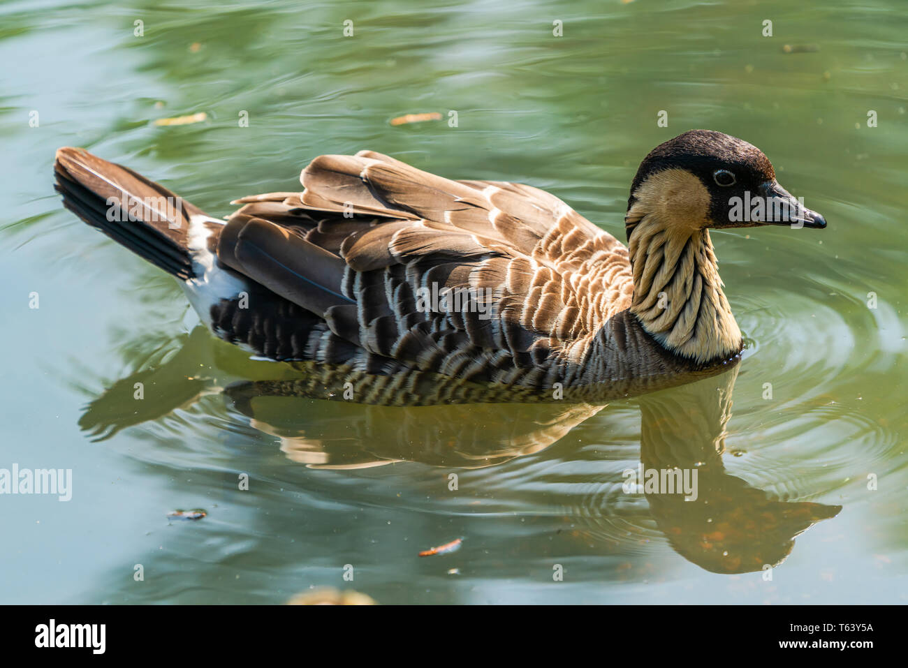 Nene goose wing hi-res stock photography and images - Alamy